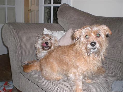 Christopher Corfield Is Fundraising For Compassion In World Farming