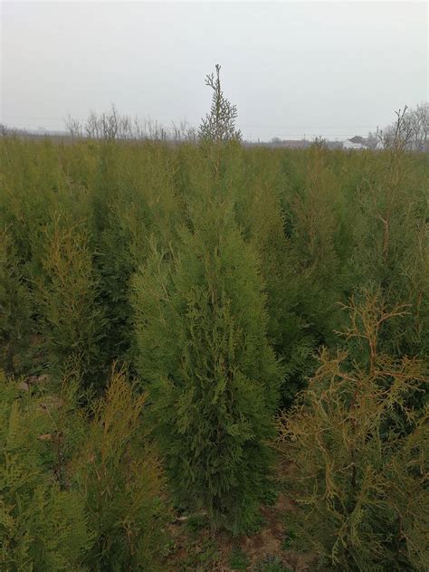 山西运城绛县松树、山楂树、柏树苗、连翘苗、石榴树、牡丹苗、枣树苗、柏树、枣树、白芍种苗、樱桃树、梨树苗、槐树、海棠、杏树苗、枫树、皂角树苗、桃树、柿树、槐树苗、钙果苗、柿子苗、李子苗、海棠苗