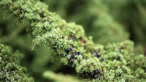 Stuart Caldow On Linkedin This Time Of Year The Crossbill Team Ventures High Into The