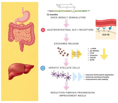Semaglutide Modulates Extracellular Matrix Production Of Lx 2 Cells Via