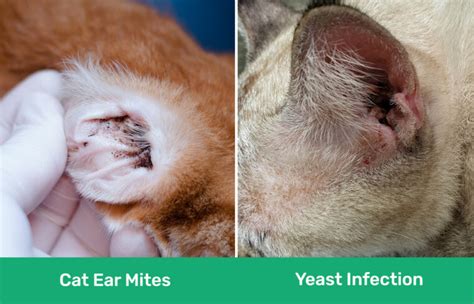 Cat Ear Mites Vs Yeast Infection Vet Reviewed Differences With Pictures Xooxnews