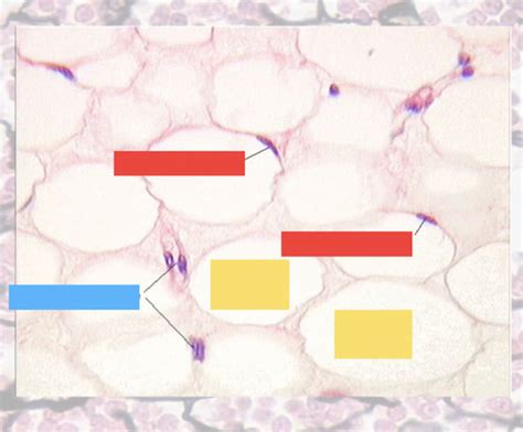 HISTOLOGY Adipose Tissue Flashcards Quizlet
