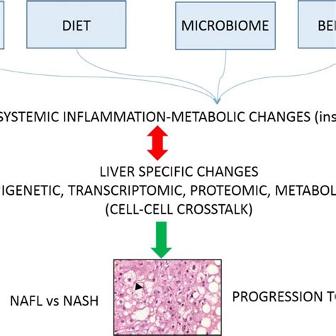 Pathogenesis Of Nash The Impact Of Multiple Pathways Request Pdf