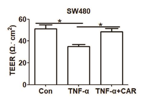 Overexpression Of Car Attenuates On Tnf α Induced Cell Permeabilization