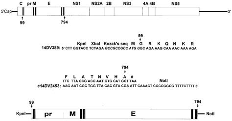 Map Of The Jev Genomic Structure Top And The Dna Sequence Of Download Scientific Diagram