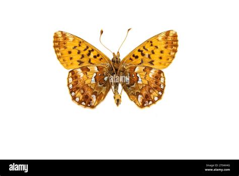 Arctic Fritillary Cut Out Stock Images And Pictures Alamy