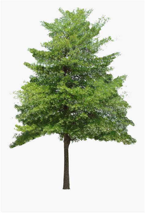 Tree Texture Mapping Alpha Compositing Desktop Wallpaper Tree Without Background Png Free