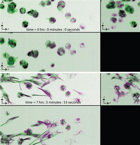 Figure S7 Maximum Intensity Projections Along Z X And Y Dimensions Download Scientific