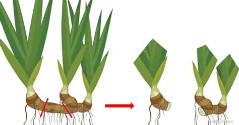 Dividing Siberian Iris Plants When And How To Divide Siberian Iris