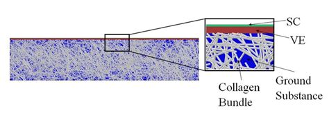 A 2d Dynamic Finite Element Model Of The Skin With Randomly Distributed Download Scientific