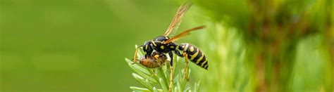 21 Types Of Wasps Facts And Photos 21 Types Of Wasps Facts And Photos