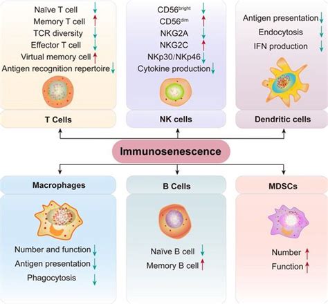 T Lymphocytes Types