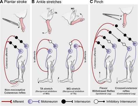 Methods To Test Reflex Pathways A The Cutaneous Reflex Pathway Was