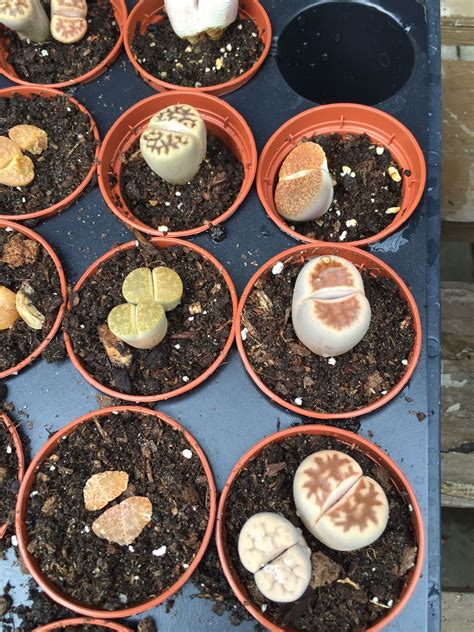 Lithops At Oakland Nursery In Columbus Ohio