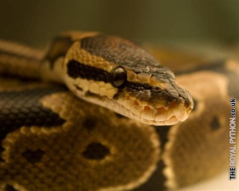 Royal Python Downloads The Royal Uk Royal Python Care