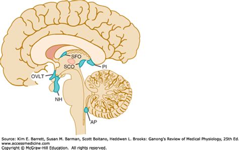 Circulation Through Special Regions Basicmedical Key