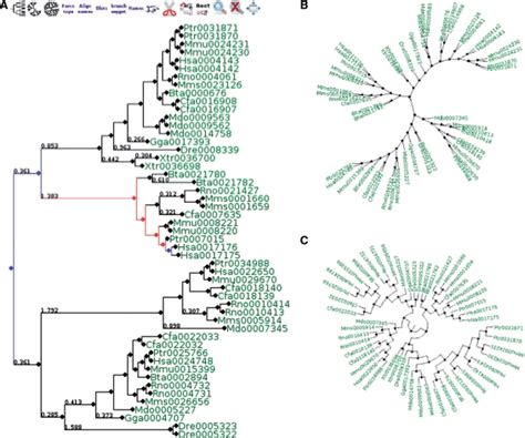 Visualization Of Phylogenetic Trees Different Views Of The Ml Download Scientific Diagram