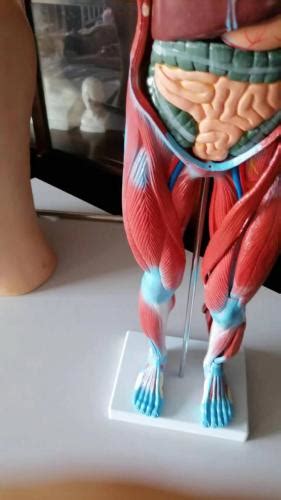 인간 근육 시스템 모델 의 고품질 인간 근육 시스템 모델