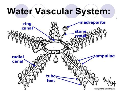Water Vascular System Of Echinoderms