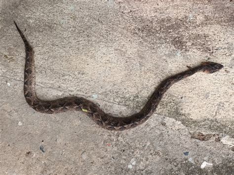 Snake AI Object Detection Dataset By Amonita Team