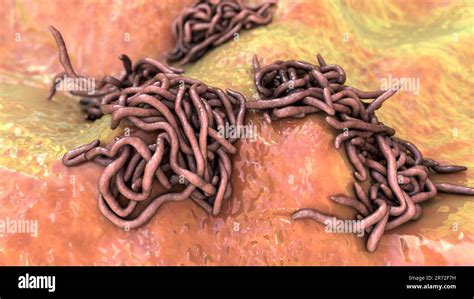 Round Worms Computer Artwork Roundworms Or Nematodes Include Numerous Free Living And