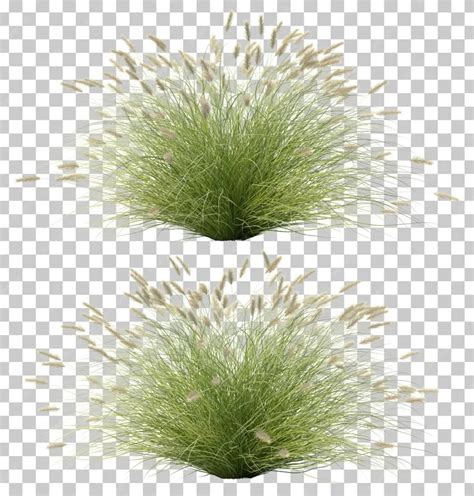 3d Rendering Of Feathertop Grass Premium Psd In 2025 Tree Plan