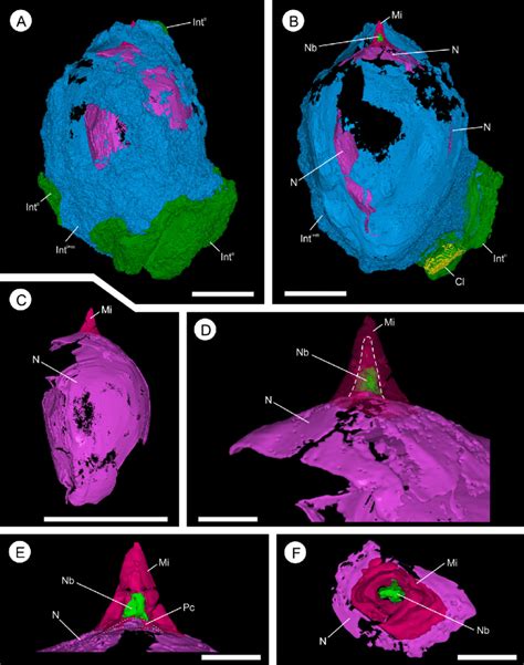 Three Dimensional Isosurface Based False Colored Reconstruction Model Download Scientific