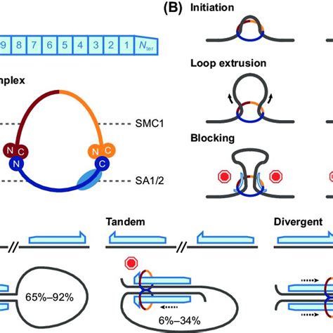 Un Exemple De Réseau Bayésien Download Scientific Diagram