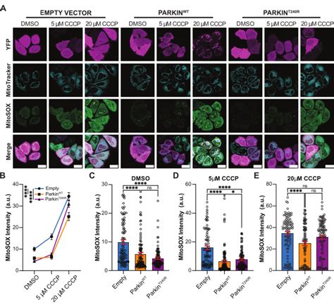Video Author Spotlight Fluorescence Based Quantification Of
