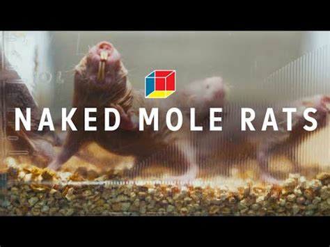 Can Naked Mole Rats Solve Autism Epilepsy And Schizophrenia