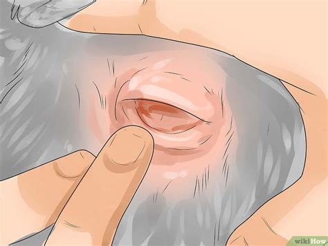 Formas De Descobrir O Sexo De Uma Galinha De Angola