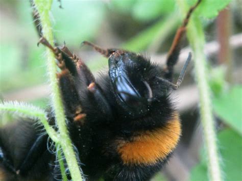 Bum Blebee By Dtw42 On Deviantart