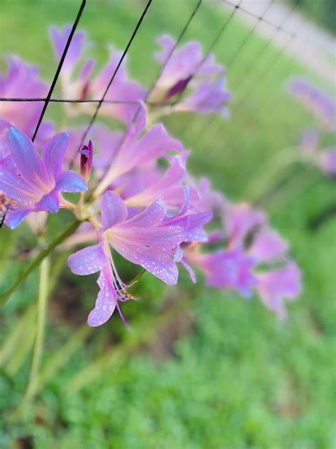 Anyone Else Call These Naked Ladies Rflowers