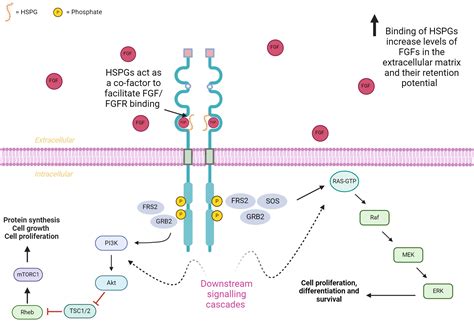 Fgfr Signalling Pathway Biorender Science Templates