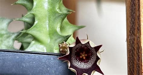 Huernia Oculata X Urceolata Album On Imgur