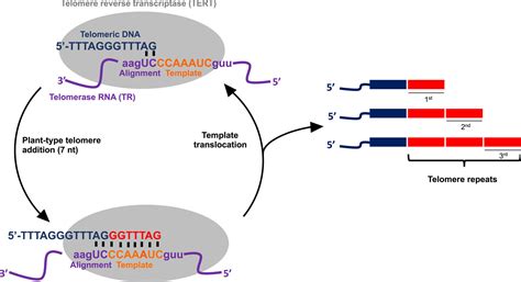 American Journal Of Botany