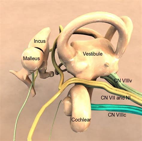 Vestibulocochlear Nerve Model The 12 Cranial Nerves Are I Olfactory