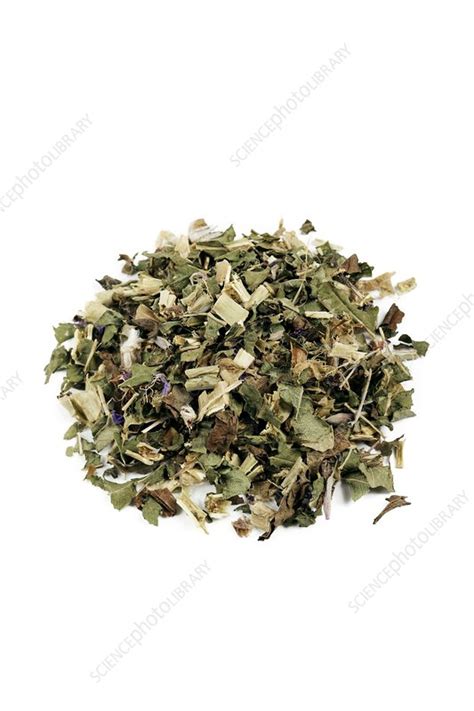 Small Flowered Willow Herb Stock Image M7500981 Science Photo