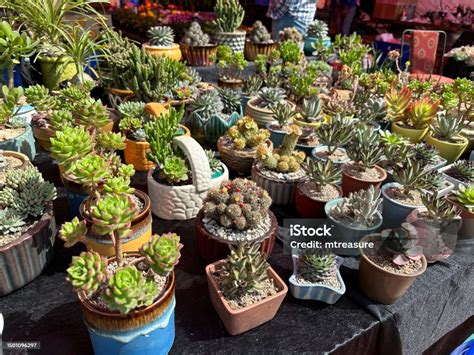 즙이 많은 로제트 식물과 선인장 Sempervivum 및 돌나물 의 이미지 작은 플라스틱 화분에 정원 센터 디스플레이 높은 전망 전경에 초점 0명에 대한 스톡 사진 및 기타