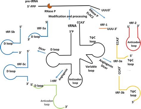 Classification Of TRFs TRFs Include TRF 1 TRF 2 TRF 3 TRF 5 And Download Scientific