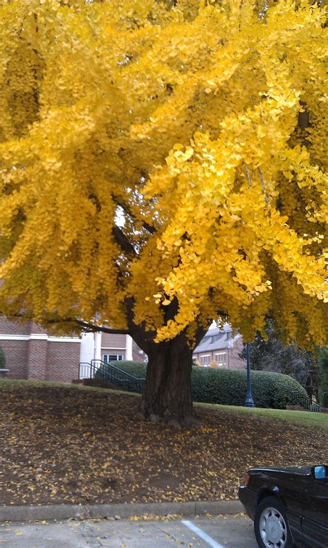 Ginko Tree Beauty I Want To Plant This In My Backyard Garden Trees Trees To Plant
