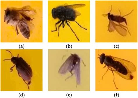 A Vision Based Counting And Recognition System For Flying Insects In Intelligent Agriculture