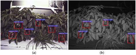 Deepfruits A Fruit Detection System Using Deep Neural Networks