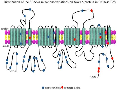 Representation Of Scn5a Gene Mutations Variations Was Labeled On The Download Scientific