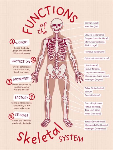 Functions Of Skeletal System Or Bone Anatomical Functionality Outline