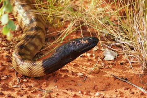 Unexpected Encounters With Australian Reptiles 2 Black Headed Python
