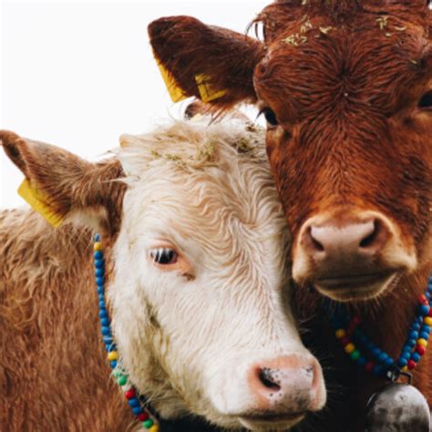 Tsu Hsuan Lien Royal College Of Art Kensington Rca School Of Humanities Research Profile