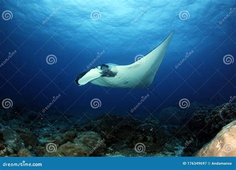 Giant Oceanic Manta Ray Stock Image Image Of Diving 176349697