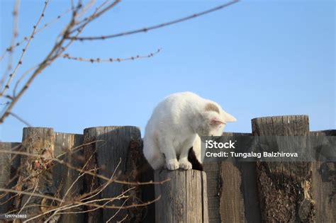 하얀 새끼 고양이 귀여운 고양이와 코에 검은 반점이 있는 고양이는 밝은 푸른 겨울 하늘의 배경을 바라보는 호기심으로 울타리 포스트에 앉아 있습니다 애완고양이에 대한 스톡