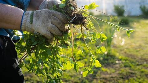 The Kitchen Ingredient Thatll Wipe Out Stubborn Weeds